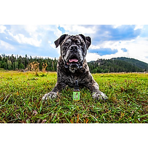 Dr. Judy Morgan's Dental Health Formula for Dogs & Cats, 1 fl oz (30 ml)