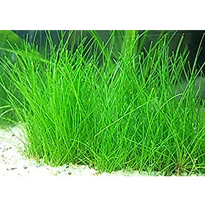 Aquarium Plants Live, Dwaf Hairgrass Plant for Gardening Indoor, 1 Clump, Ornaments Perennial Garden Simple to Grow Pot