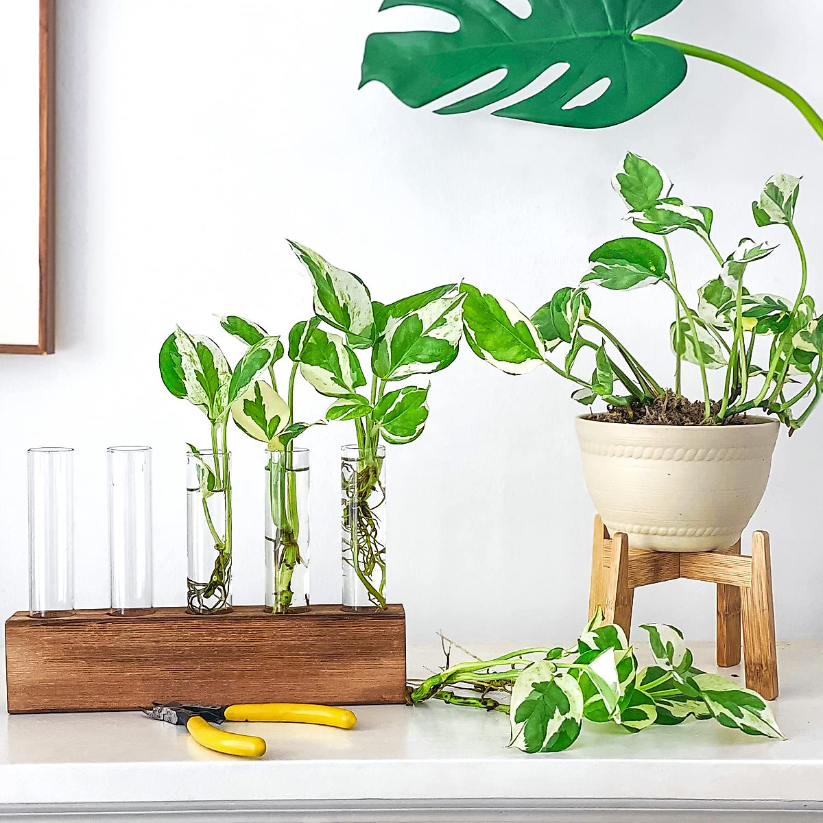 KAXYEW Plant Propagation Station, Plant Propagation Tubes, Gifts for Plant Lovers Office Desk House Garden Décor Plant Terrarium with Wooden Stand