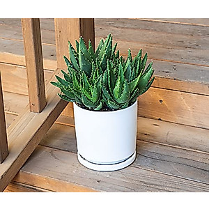Succulents Plants Live Indoor Plants, Aloe Nobilis Plants Live Houseplants, Live Succulents Live Plants Indoor Succulent Plants, Indoor Plant Real Succulents Plants House Plants by Plants for Pets