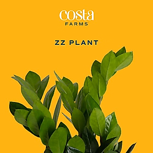 Costa Farms ZZ Plant, Live Indoor Houseplant Potted in Nursery Pot, Easy Care Air Purifier in Potting Soil Mix, Housewarming, Birthday, Tabletop, Room, Office Decor, 12-Inches Tall