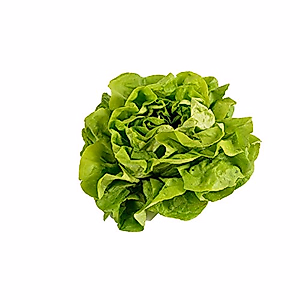 500 Buttercrunch Lettuce Seeds for Planting - Heirloom Non-GMO Vegetable Seeds for Planting - Hydroponics - Microgreens - AKA Butterhead Lettuce, Boston Lettuce, Bibb Lettuce Lactuca Sativa