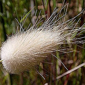 QAUZUY GARDEN 100 Bunny Tails Grass (Hares Tail) Seeds Ornamental Lagurus Ovatus Grass Hardy Drought-Tolerant Easy to Grow Low-Maintenance Great for Pot/Garden