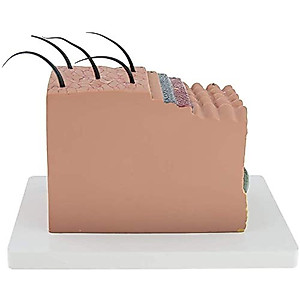 ESBANT Magnification Anatomical Human Skin Model Dermatology Anatomy Teaching Home
