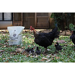 Nurtured Nest Premium Black Soldier Larvae - High Protein/High Calcium Chicken Treats - Better Than Mealworms - Non-GMO, Additive Free (2.5 lb)