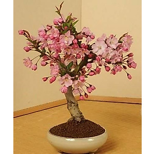 Japanese Flowering Cherry Blossom Bonsai Seeds, Sakura Bonsai Seeds - Fresh Exotic Rare Bonsai Seeds - (10 Seeds)