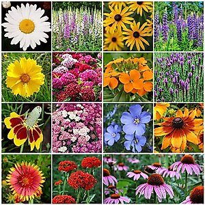 All Perennial Wildflower Seed Mix - 1/4 Pound - Mixed Wildflower Seeds, Attracts Bees, Attracts Butterflies, Attracts Hummingbirds, Attracts Pollinators, Easy to Grow & Maintain, Container Garden