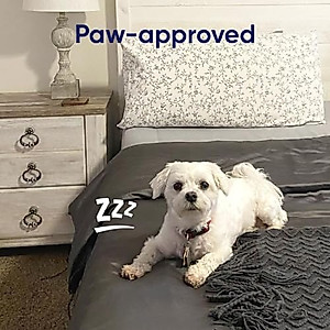 Vesta Washable Silk Lightweight Comforter, Cooling Blanket for Hot Sleepers, 100% Long Staple Mulberry Silk, Moisture & Thermal Control for Summer Use, Queen Size, Zen Purple