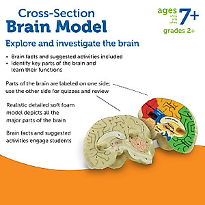 Learning Resources Cross-section Brain Model - 2 Pieces, Ages 7+ Brain Anatomy Model, Brain Functions Model, Human Anatomy for Kids, Foam Brain Model,Back to School Supplies