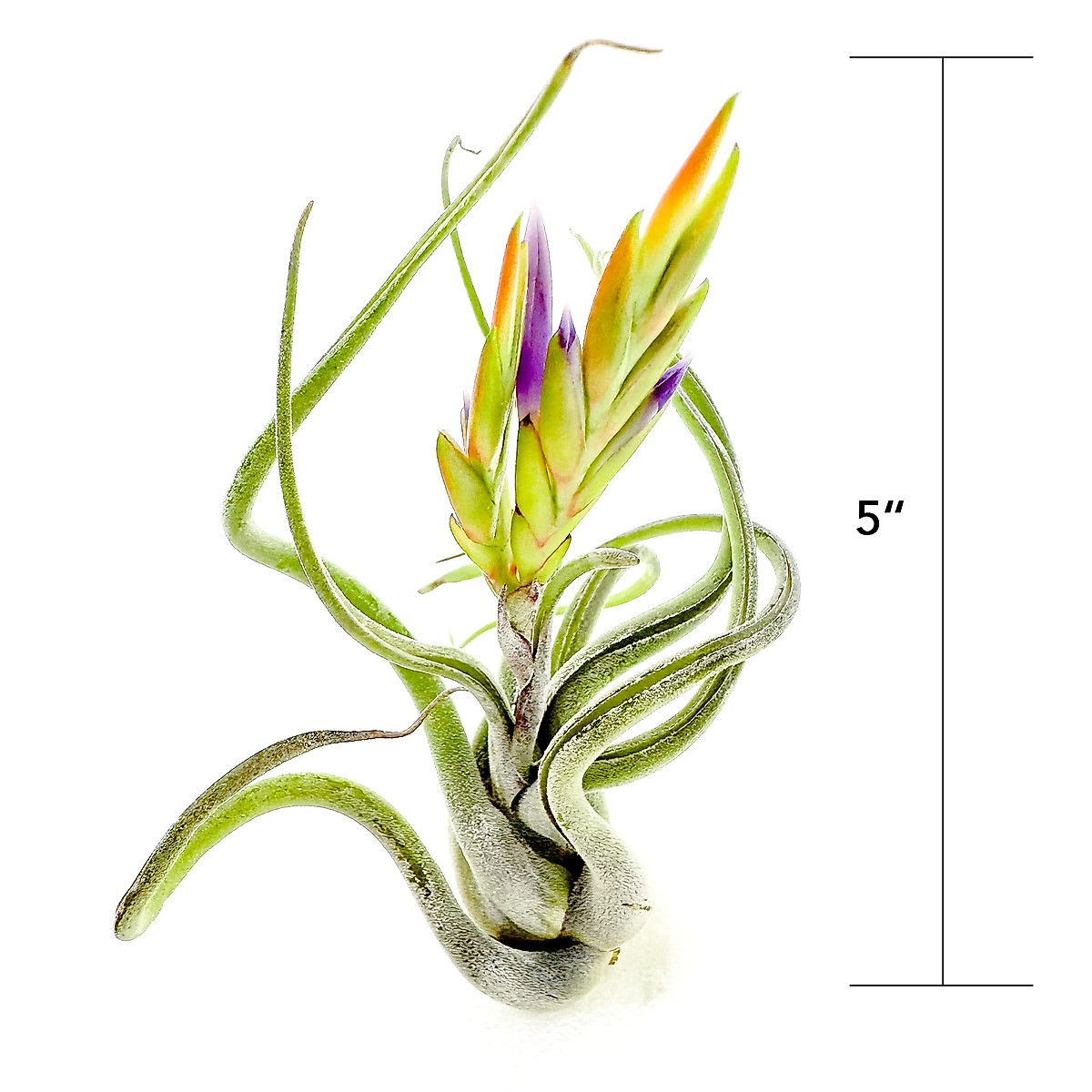 ragnaroc Air Plants - Flowering Tillandsia Caput Medusae, Large 5-7" - 1ct - Live Arrival Guaranteed - House Plants for Home Decor & Gift