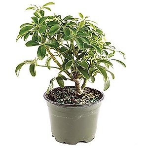 Brussel's Bonsai Live Hawaiian Umbrella Bonsai Tree - Small, 3 Year, 4 to 7 Inches Tall - Indoor Bonsai Tree with Grower Bonsai Pot