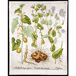 [Round-rooted birthwort] Aristolochia rotunda; [Clematis birthwort] Aristolochia longa vulgaris; [Hare's ear] Perfoliata