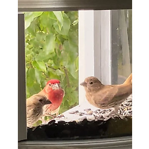 Amish Custom Made Indoor in-Window Bird Feeder, 180° Clear View In-House Feeder, Watch Wild Birds from The Comfort of Your Home - Easy-Fill (29"-36" Window Width)