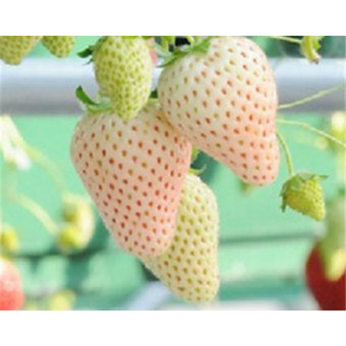 White Albion Strawberry 100 Seeds Copyright Rn Gardens