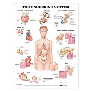 The Endocrine System Anatomical Chart