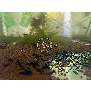 Swimming Creatures 10 Blue Dream(Grade A+) Neocaridina Freshwater Aquarium Shrimp. Live Arrival Guarantee.