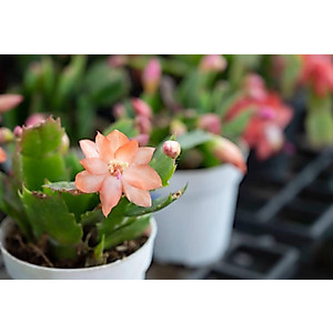 2" Peach Color Christmas Cactus Live Plant. (Peach)