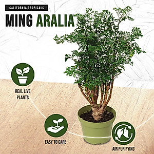 California Tropicals Ming Aralia 6'' Live Bonsai Tree - Unique and Easy to Grow Houseplant for Hobbies, Desk, Interior Ideas, Gardening, Crafts, Gifts, and Starter Gardeners