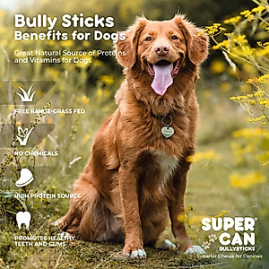 SUPER CAN BULLYSTICKS Supercan Bully Sticks for Small Medium Dogs 4"-5" (25-Pack) - 100% Natural Dog Chews Made from Farm- Healthy Treats for Dogs - Raised Free-Range Grass-Fed Beef, Non-GMO
