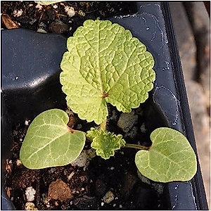 Seed Needs, Black Hollyhock Seeds - 100 Heirloom Seeds for Planting Alcea rosea - Great for Gothic Gardens, Open Pollinated Biennial That Attracts Pollinators (1 Pack)