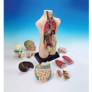 hand2mind 19 Inch Tabletop Human Torso Model, Anatomically Accurate Kit, 10 Removable Human Organs, Anatomy Model for Kids, Human Anatomy Torso Model, Science School Supplies, Trachea Model