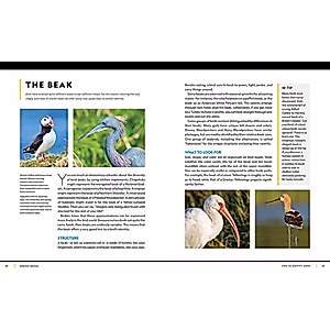 National Geographic Birding Basics: Tips, Tools, and Techniques for Great Bird-watching