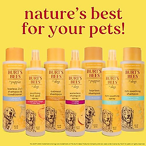 Burt's Bees for Pets Itch Soothing Dog Shampoo with Honeysuckle and Aloe Vera - Cruelty Free, Fragrance Free Dog Anti Itch Shampoo for Sensitive Skin, Dry Skin Relief for Dogs, 16 Fl Oz