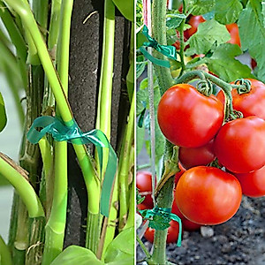 Unves Garden Tape Roll, 1/2" 300 Ft Plant Tape, Reusable Stretch Tie Tape for Plants, Nursery Tree Tape Support for Indoor Outdoor Patio Plant, Tree, Vegetables, Branches