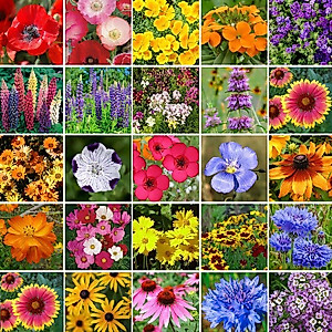 Southeast Wildflower Seed Mix - 1 Pound - Mixed Wildflower Seeds, Attracts Bees, Attracts Butterflies, Attracts Hummingbirds, Attracts Pollinators, Easy to Grow & Maintain, Cut Flower Garden