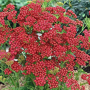 Outsidepride Perennial Achillea Yarrow Cerise Queen Garden Cut Flowers Attracting Butterflies - 10000 Seeds