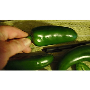 Giant Jalapeno Pepper Seeds Huge PODS Great Stuffers MILD (25 Seeds)