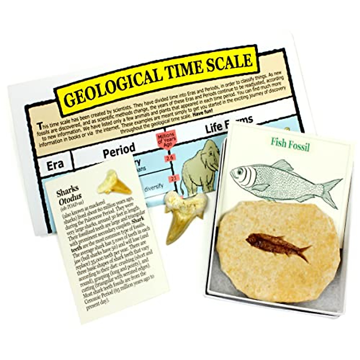 DANCING BEAR Fossil Collection Set, 20 Real Premium Specimens: Trilobite, Ammonite, Fish Fossil, Shark Tooth, Petrified Wood, Dinosaur Bone, Fossil Book, Time Scale, ID Cards, STEM Science Kit