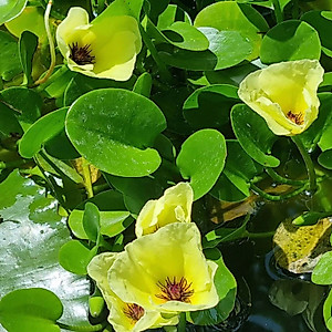 Mainam Water Poppies Golden Bulb Hydrocleys Nymphoides Live Aquarium Plants Decorations Freshwater Fish Tank Aquatic Plant3 Days Pond Tropical