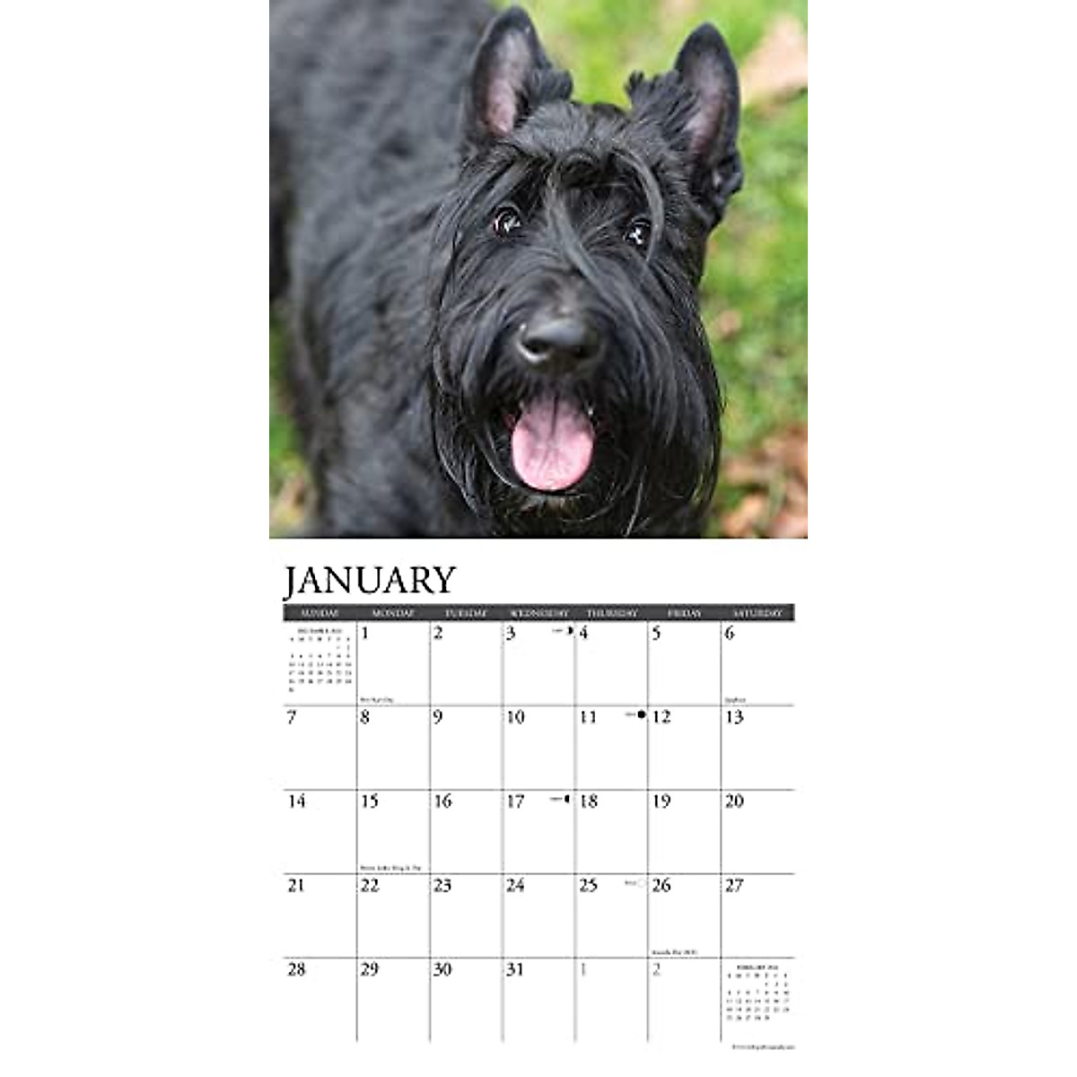 Willow Creek Press Scotties Monthly 2024 Wall Calendar (12" x 12")