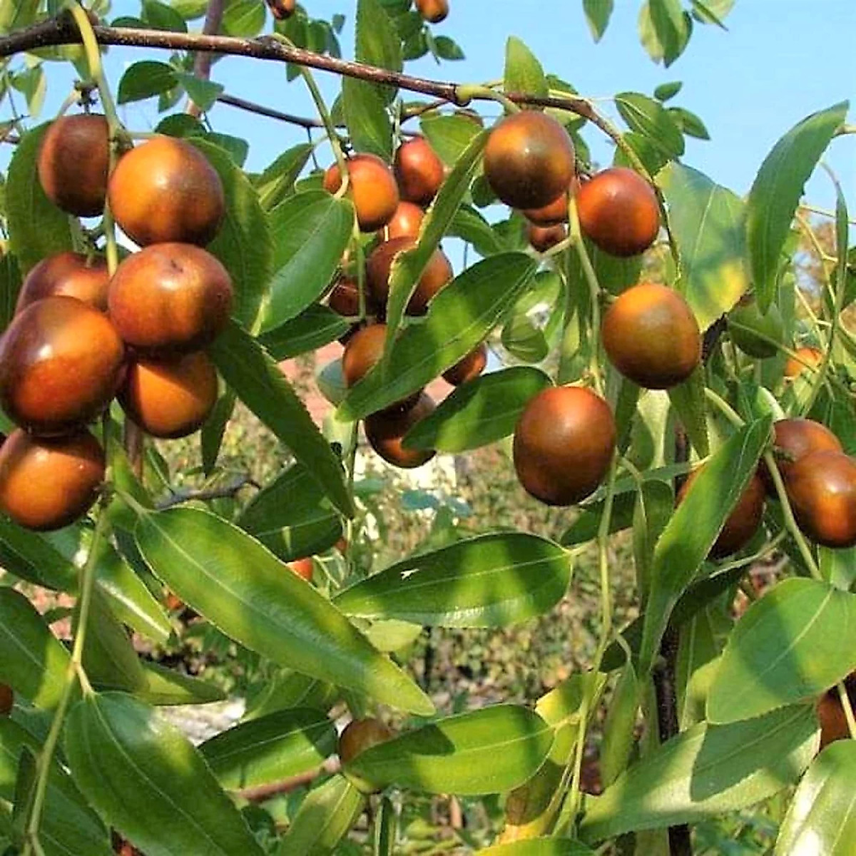 CHUXAY GARDEN Indian Jujube Seed 8 Seeds Ziziphus mauritiana Fruit Tree Drought Tolerant Sweet Edible Fruit Great Gardening