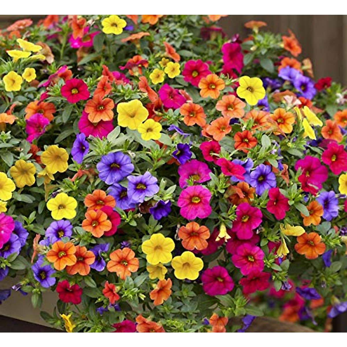 100+ Mixed Petunia Climbing Flower Seeds Plants Garden Bonsai Perennial Flowers