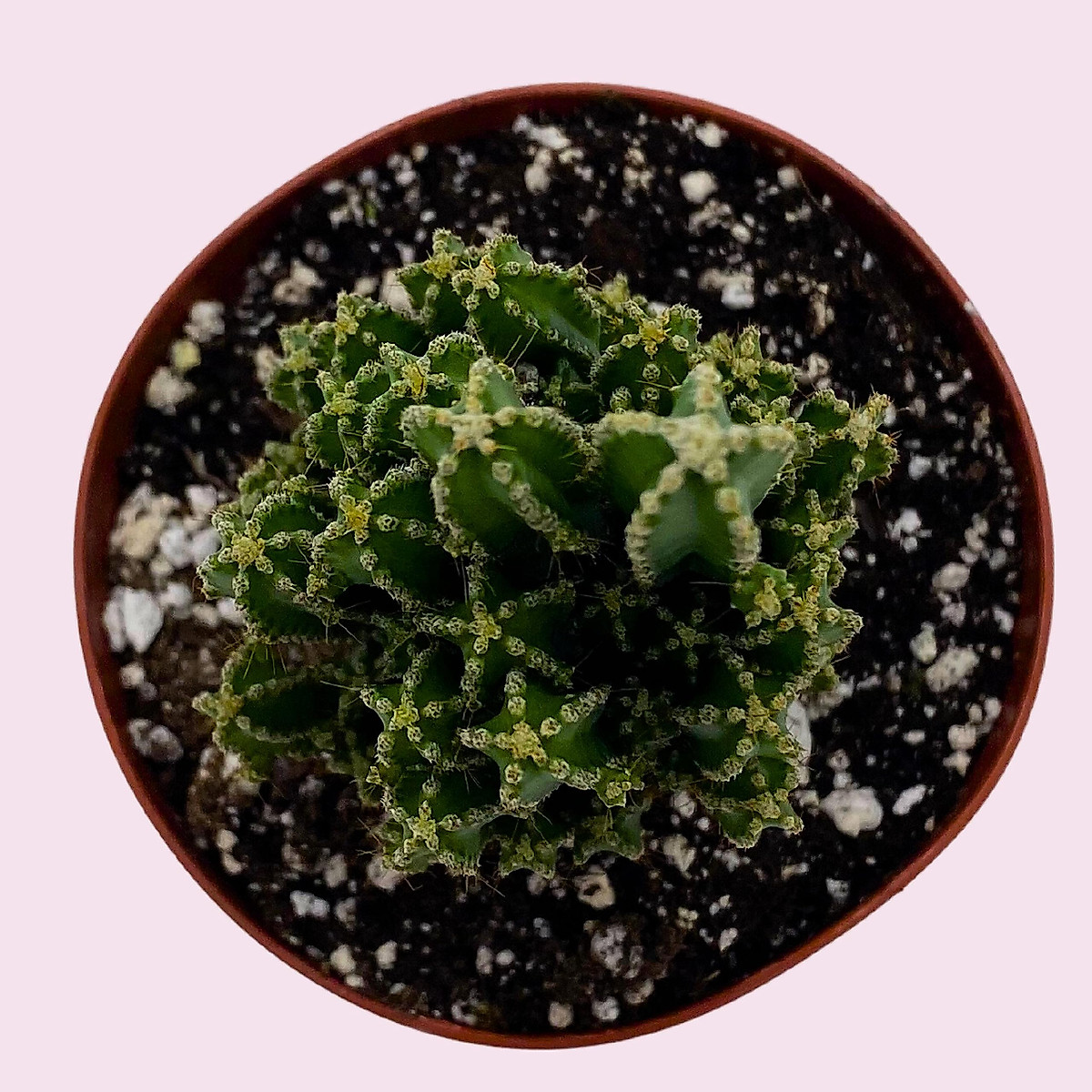 BubbleBlooms Fairy Castle Cactus, Acanthocereus Tetragonus, Night-Blooming Cereus, Triangle Cactus, 4 inch Pot