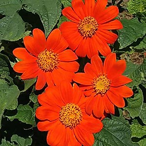 QAUZUY GARDEN - 50 Red Mexican Sunflower Seeds Tithonia Speciosa Red Torch, Striking Flower for Garden, Outdoor and Indoor, Attract Pollinators, Great for Cut Flower