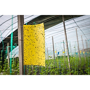 Insectifuge 30Pcs Dual-Sided Yellow Sticky Traps for Plant Gnats - Waterproof Fly Paper Outdoor Indoor for Fungus Gnat Trap, Fly Tape Outdoor for Whiteflies, Aphids, Leafminers, Fruit Fly Sticky Traps