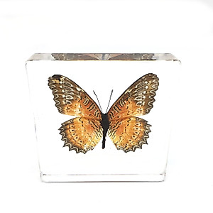 Real Butterfly Specimen Specimens Paperweight Paperweights Collection Display(3x3x0.6")
