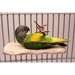 Hardwood Platform NU Perch for Small to Medium Parrots