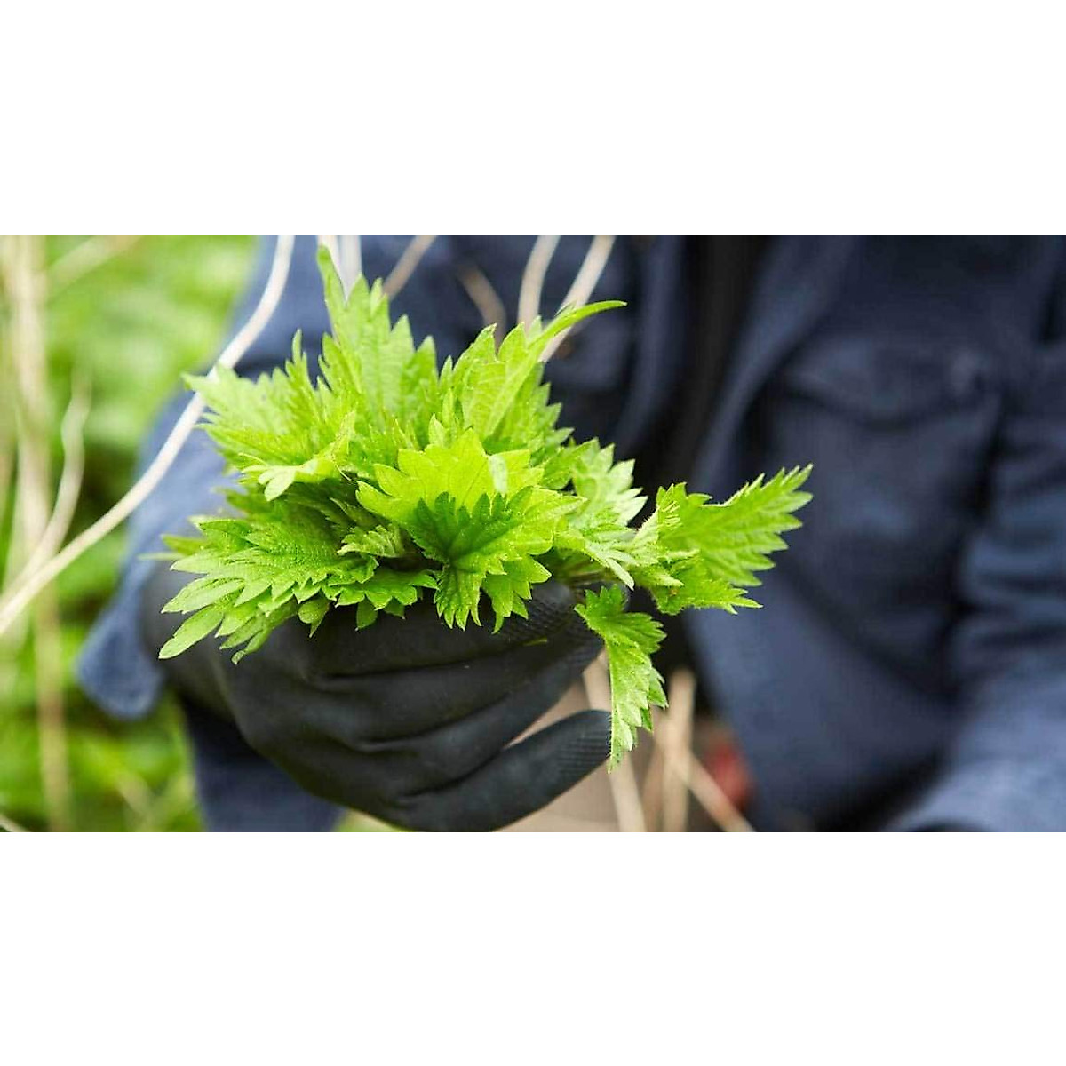 Gaea's Blessing Seeds - Stinging Nettle Seeds - Non-GMO Seeds with Easy to Follow Instructions - Open-Pollinated Heirloom 95% Germination