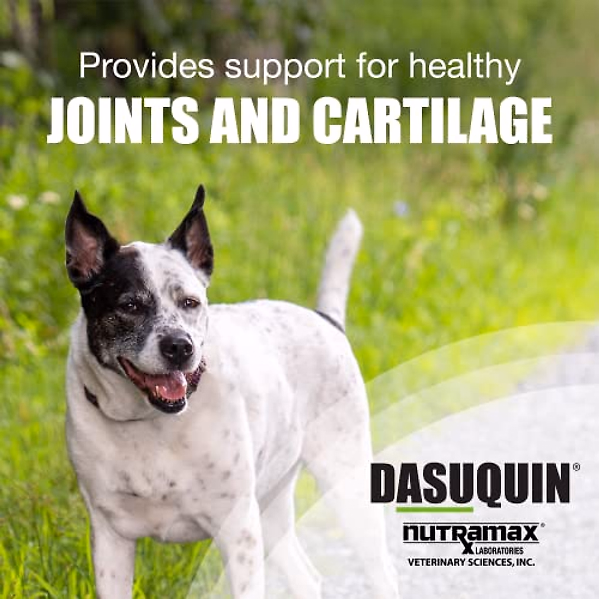 Nutramax Dasuquin Joint Health Supplement for Large Dogs - With Glucosamine, Chondroitin, ASU, Boswellia Serrata Extract, Green Tea Extract, 150 Chewable Tablets