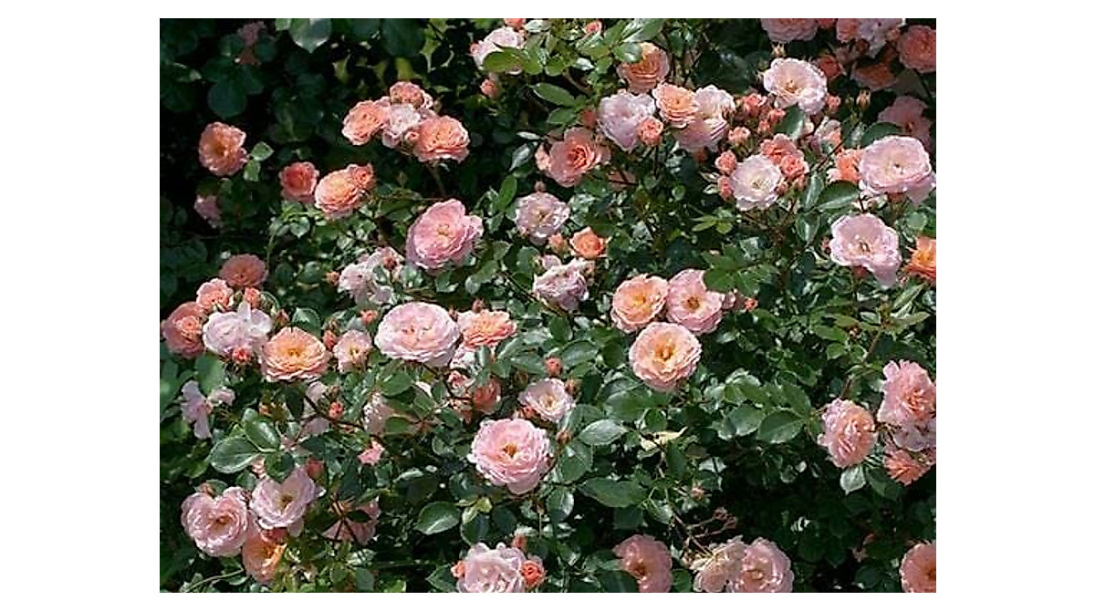 Apricot Drift® Rose: Vibrant, Easy-Care Groundcover Plant