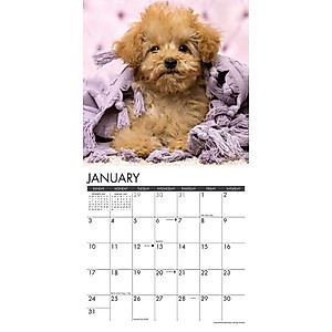 Just Poodle Puppies 2021 Wall Calendar (Dog Breed Calendar)