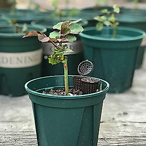 GANAZONO 100PCS Plastic Fertilizer Mesh Baskets Aquarium Planting Nutrition Cups Fertilizer Basket Slow Release Fertilization Control Container Bonsai Fertilizer Box