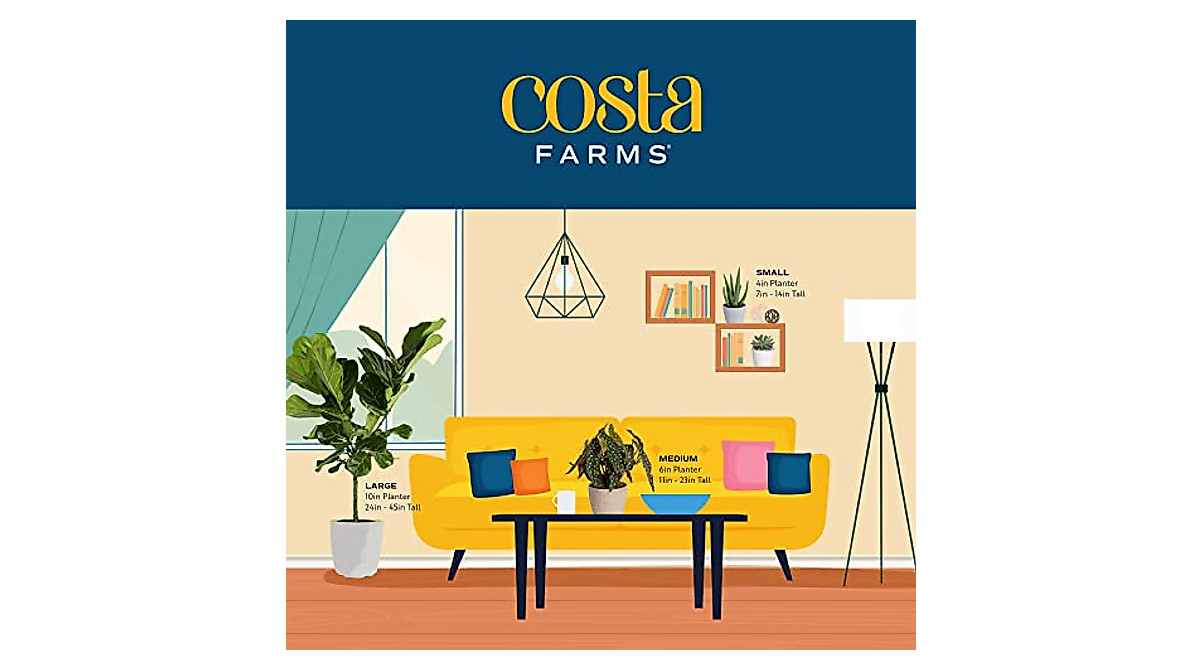 Shop Costa Farms Aloe Vera - Live Indoor Plant Gift