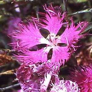Outsidepride 5000 Seeds Perennial Dianthus Superbus Rose Superb Pink Flower Seeds for Planting