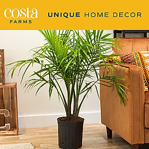 Costa Farms Majesty Palm Tree, Live Indoor Plant Potted in Grower Pot, Tropical Houseplant in Potting Soil, Patio Home Decor or Room Decor, Housewarming, 3-4 Feet Tall
