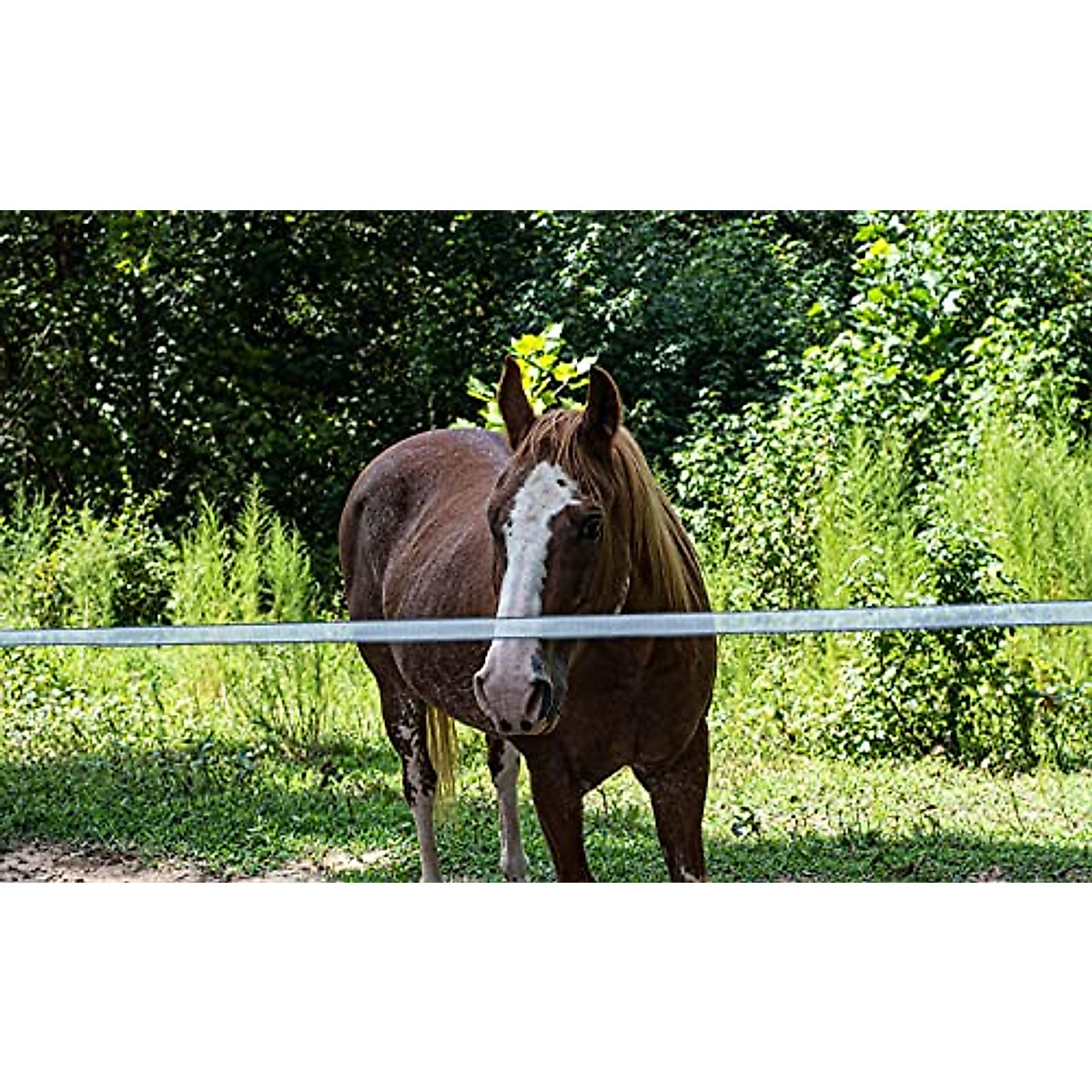 SGT Knots High Visibility Electric Fence Poly Tape - Electric Twisted Poly Pro - Long Lasting 5 Stainless Steel Conductors (1/2" x 656ft, 1 Spool - White)